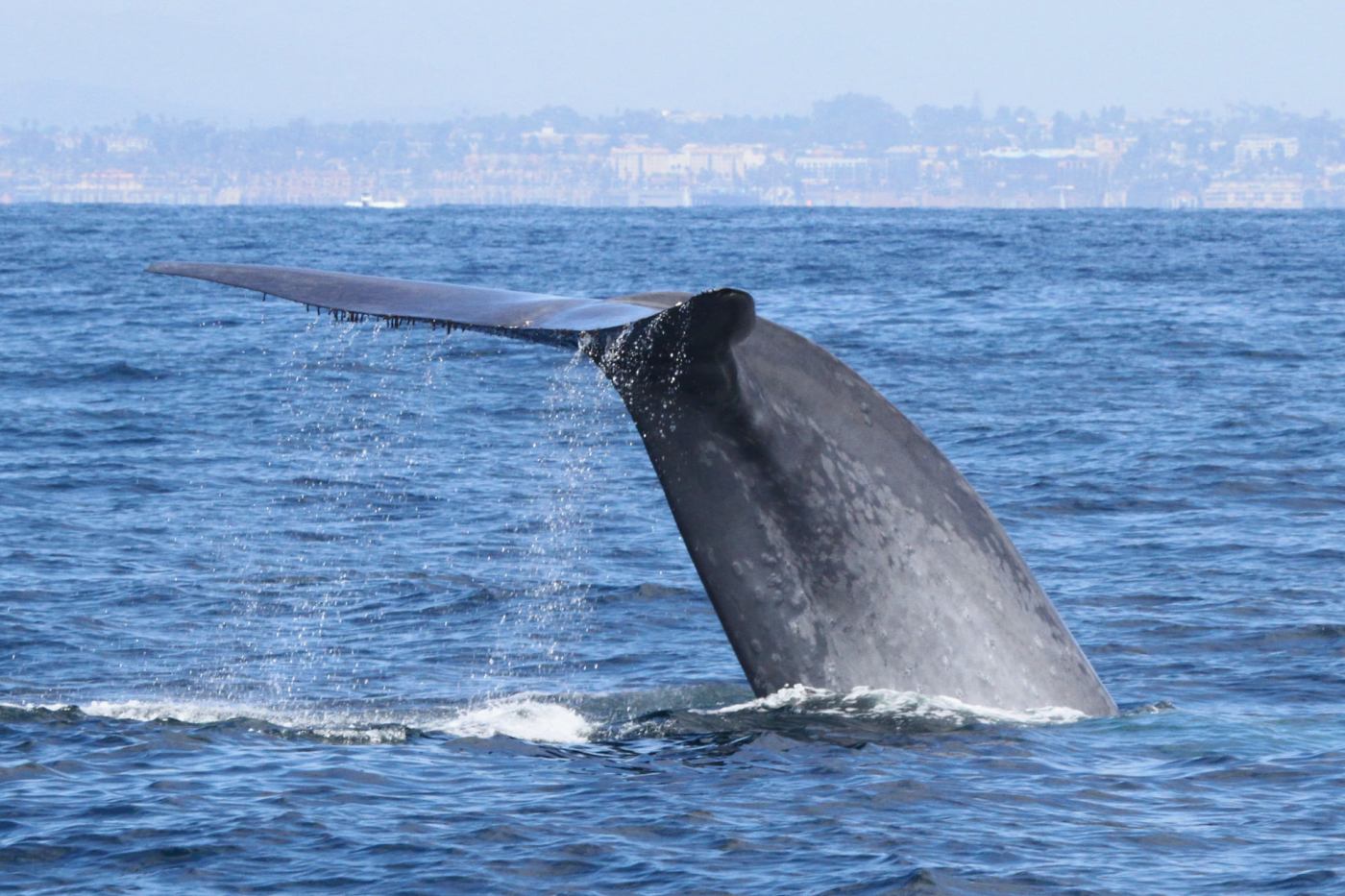 Oceanside Is a Hidden Gem for Whale Watching | Oceanside Adventures