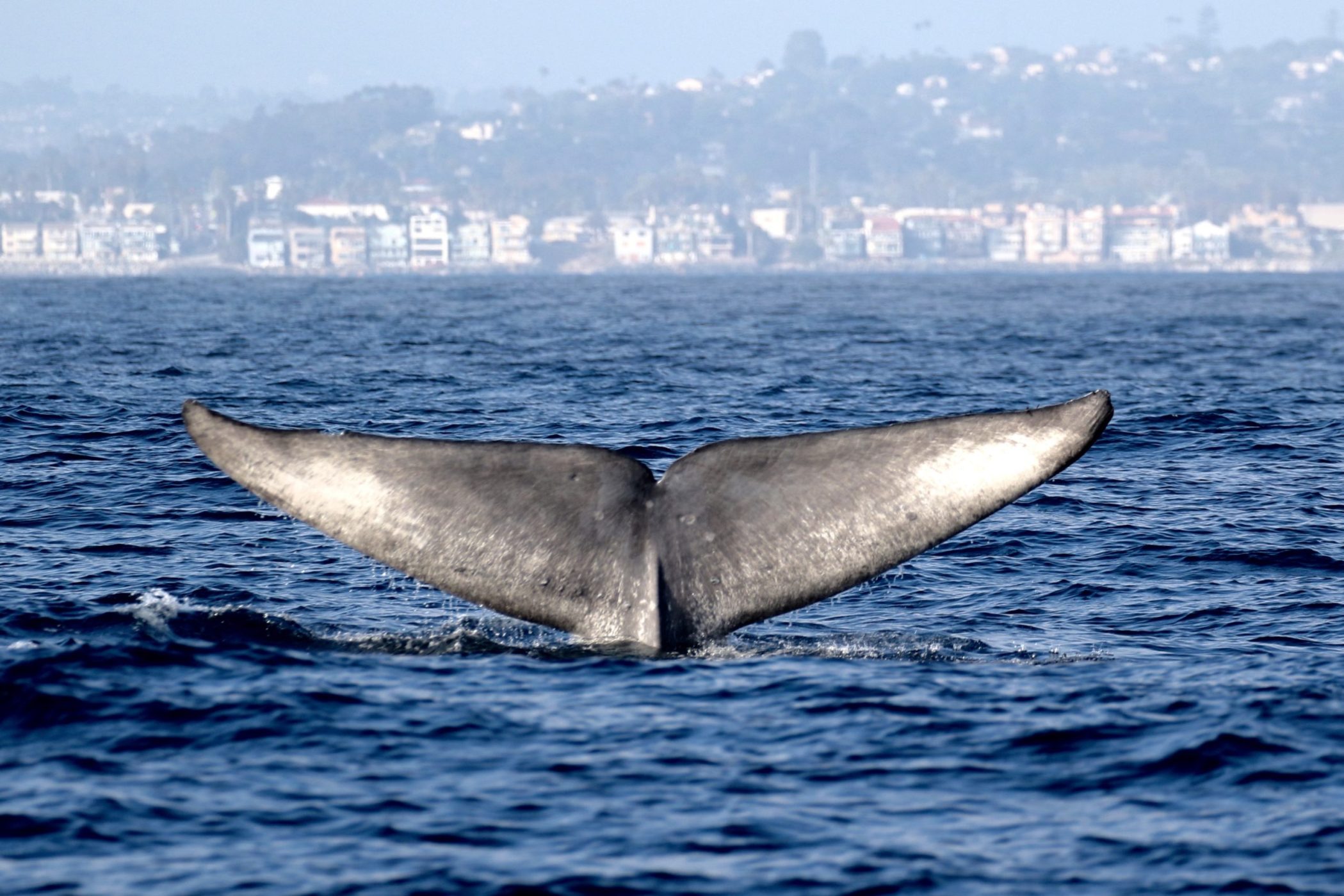 Why Oceanside’s Calm Waters Offer the Best Whale Watching Experience