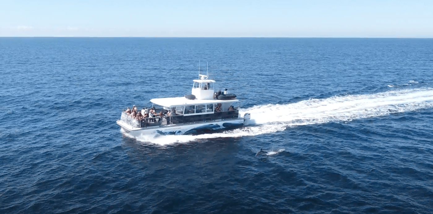 What to Expect on an Oceanside Adventures Whale Watching Trip